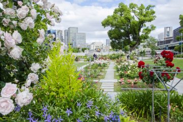 Osaka’s Best Rose Gardens! | Osaka Metro NiNE